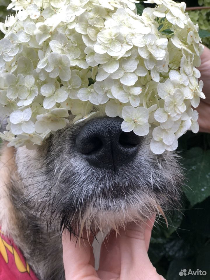 Собака