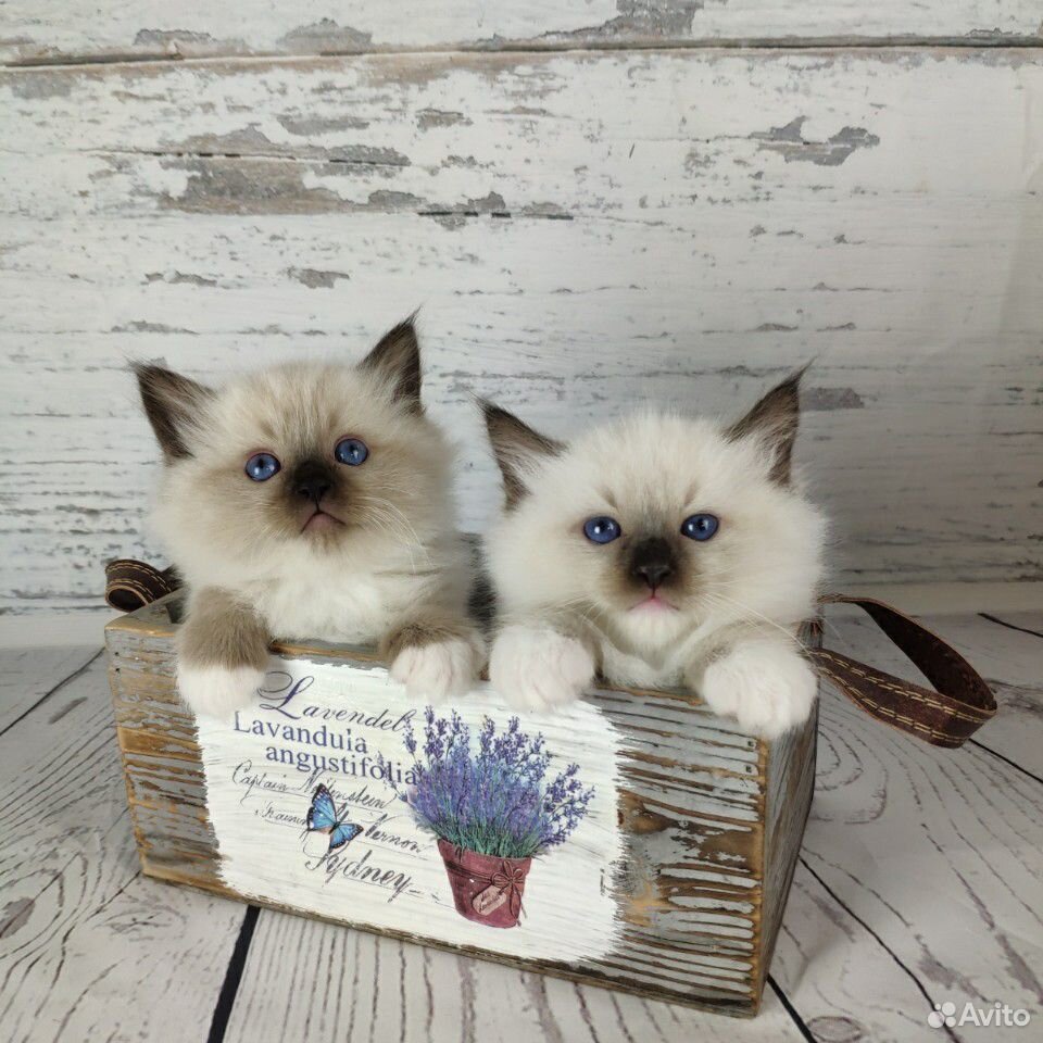 Коржик и Компот рэгдоллы, документы