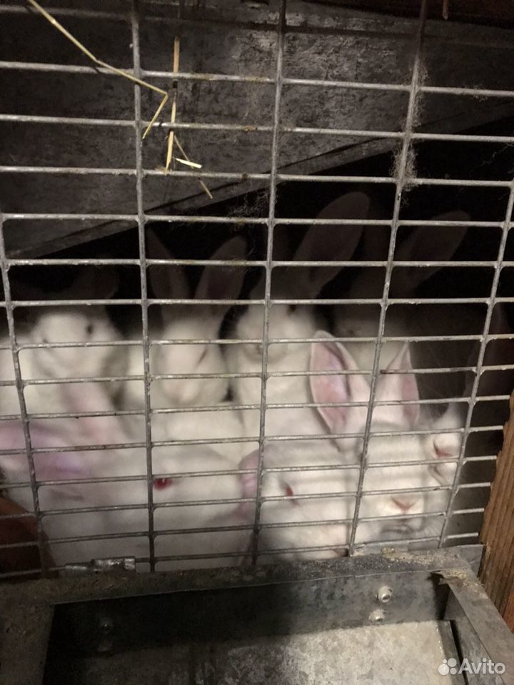 Кролики Белый Паннон