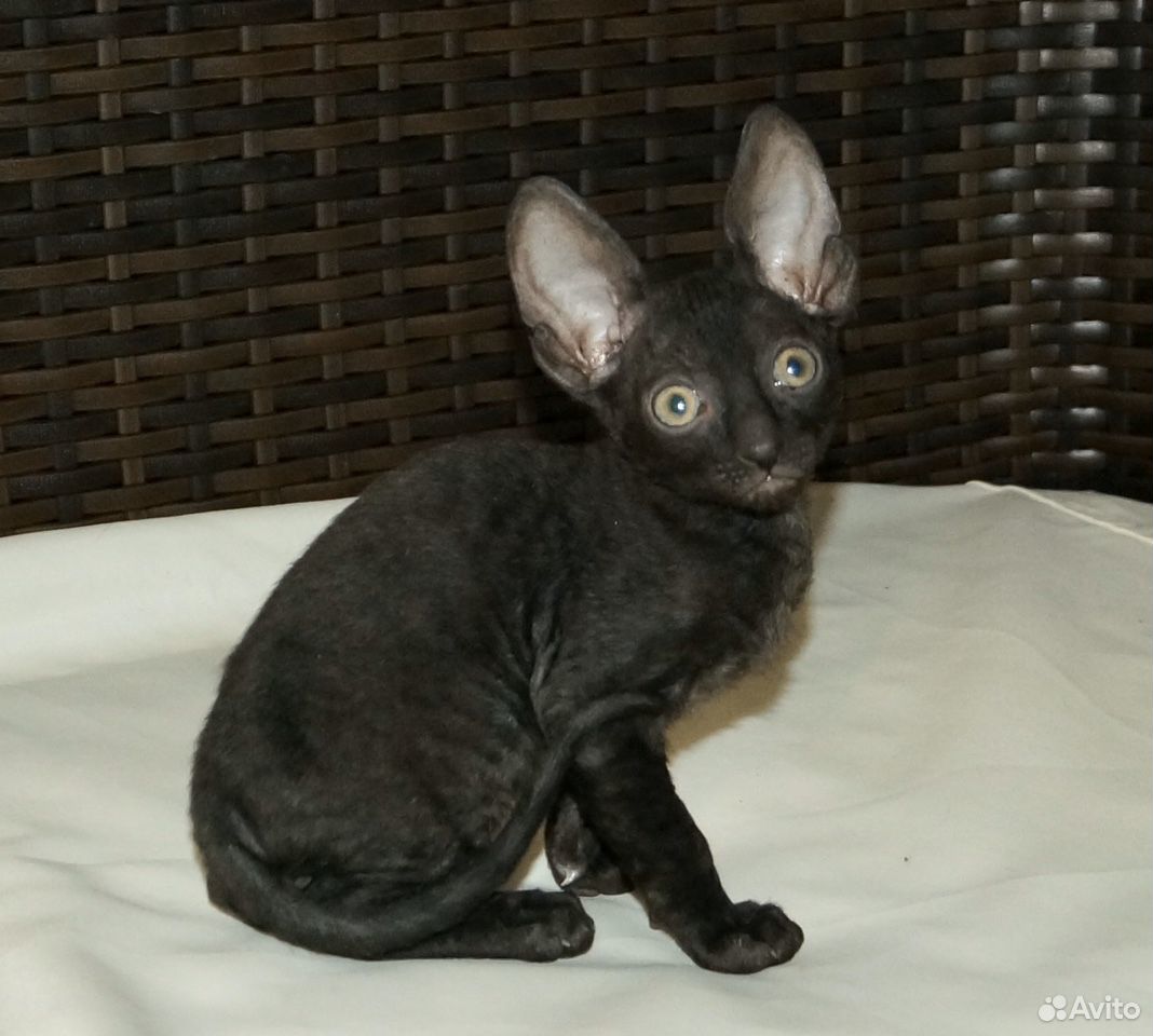 Черныш кудряш котик