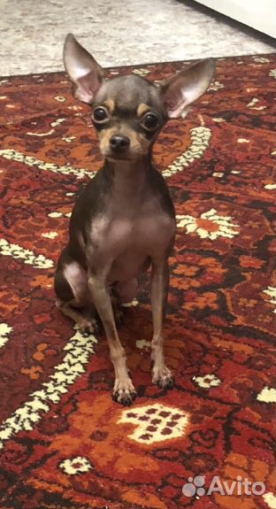 Той-терьер вязка