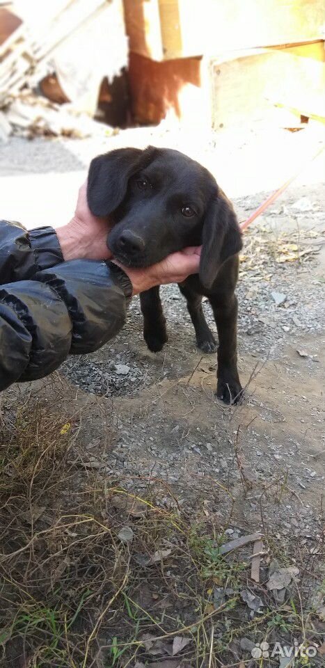 Девочка-подросток Чара в добрые руки