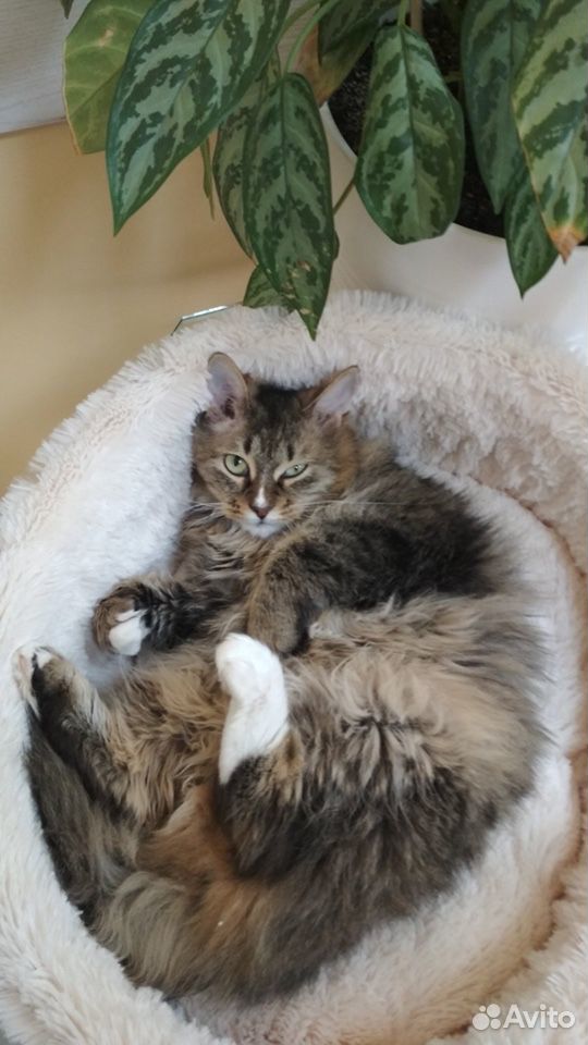 Сибирский кот Косяш в поисках дома