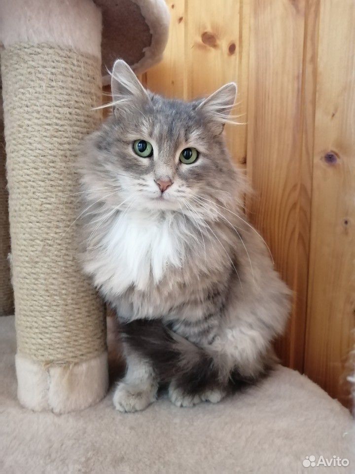 Кошка Маргоша