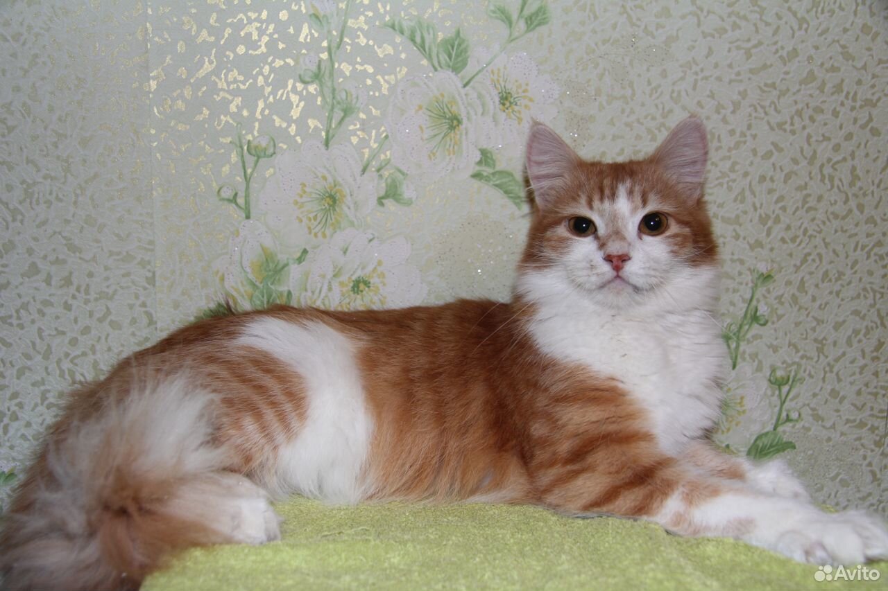 Сибирские котята