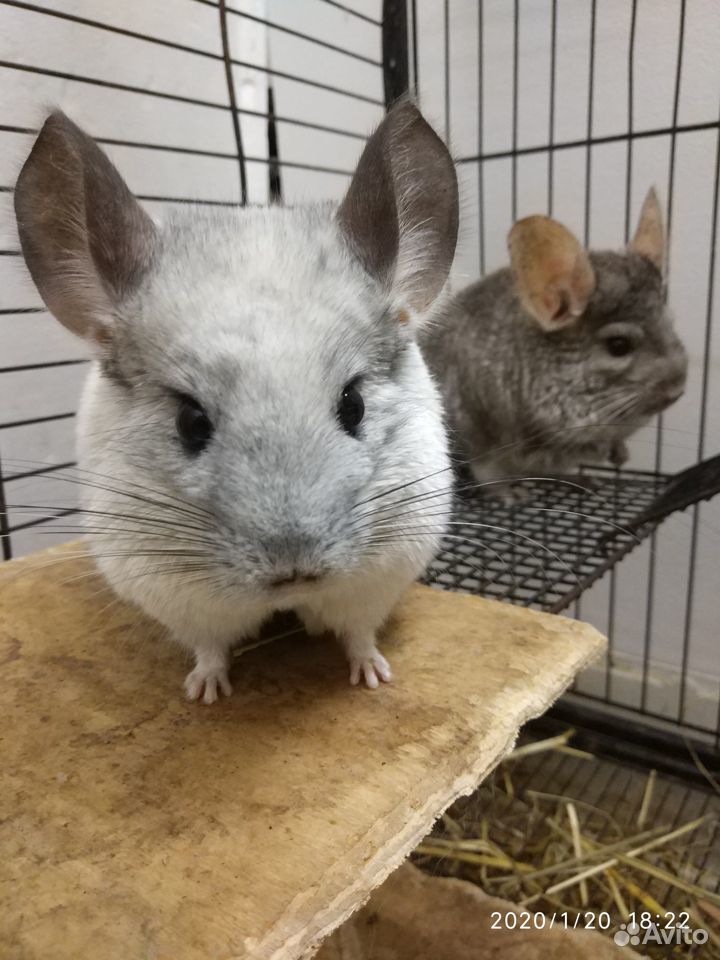 Шиншиллы, девочки, белая и серая