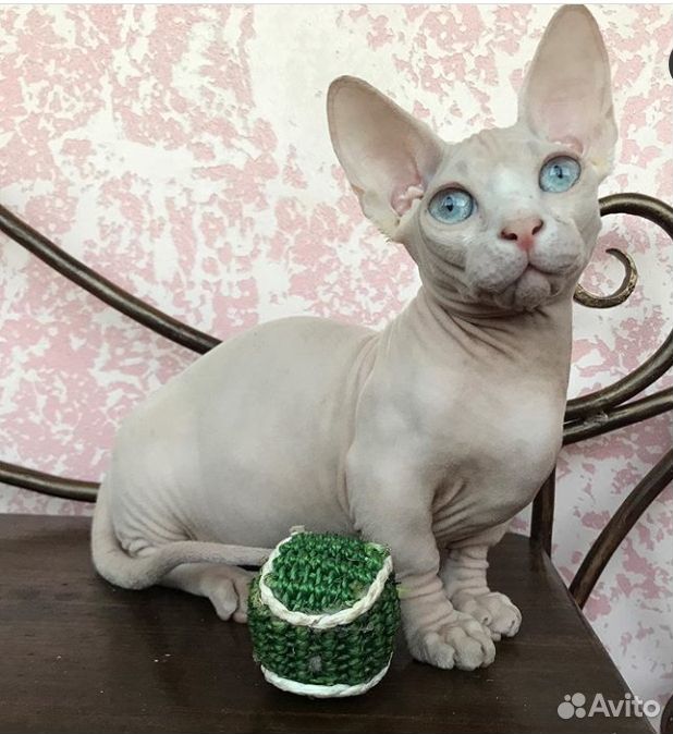 Вязка сфинкс, бамбино, эльф