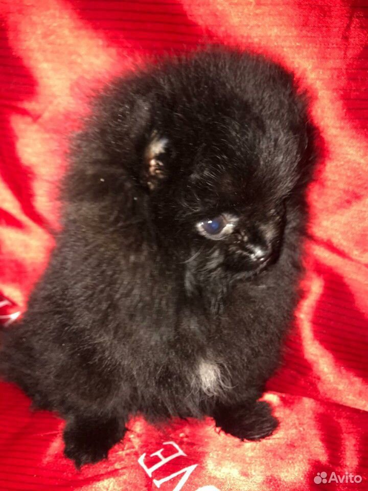 Мини Шпицулька