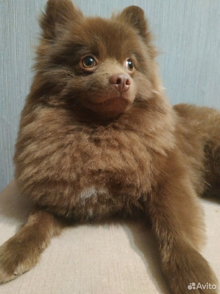 Ищу невесту