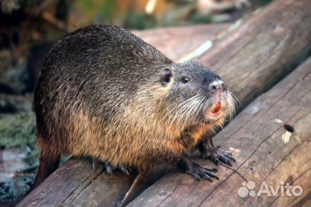 Продам Нутрий