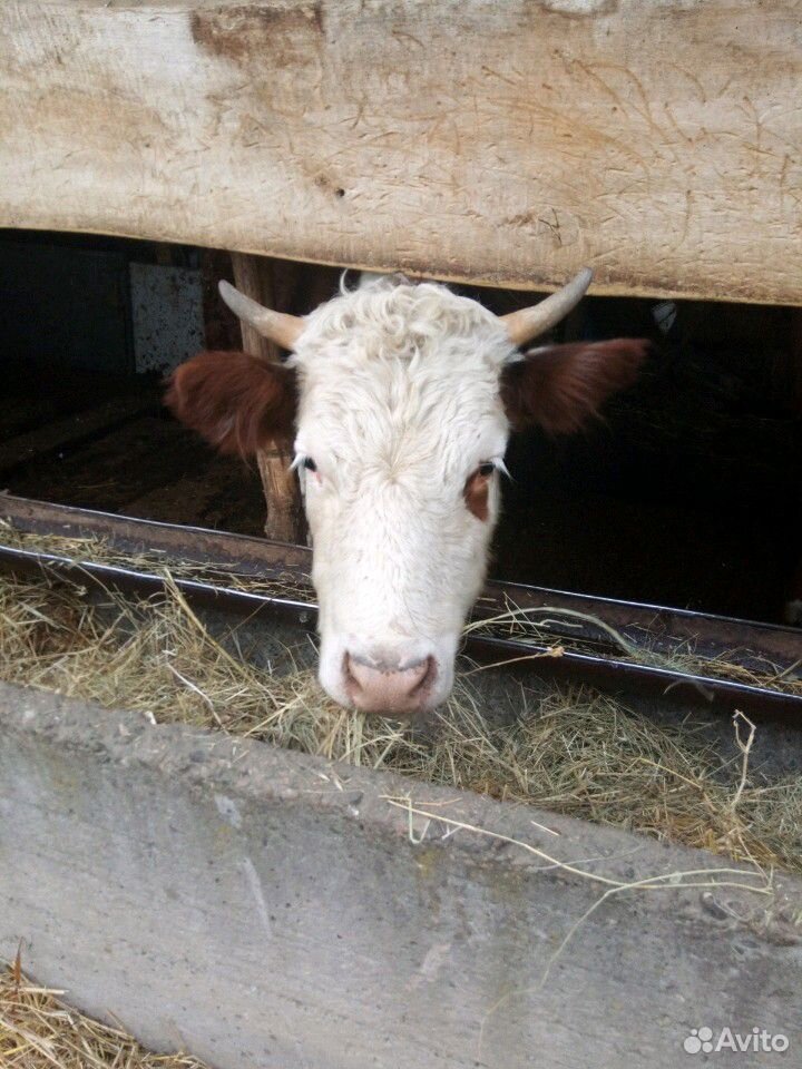 Продаётся тёлка 1 год 11месяцев