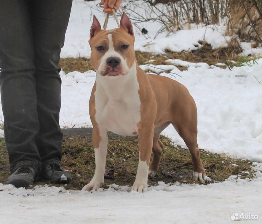 Голубо-палевая красавица