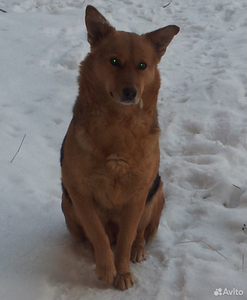 Собака для охраны