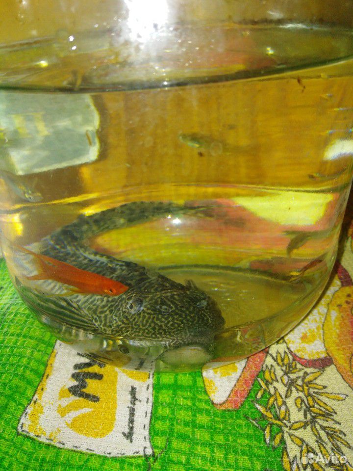 Продам аквариум с рыбами