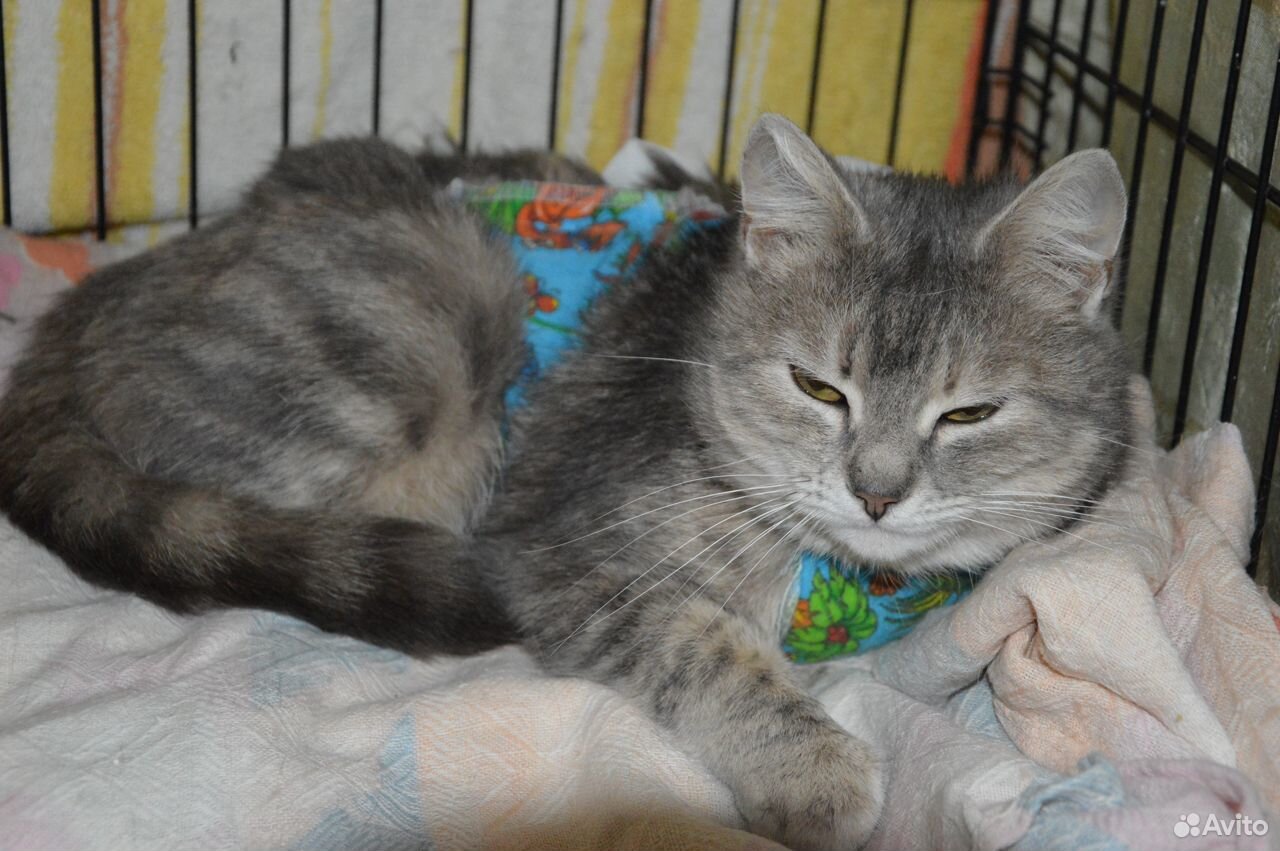 Кошечка фенотип британки