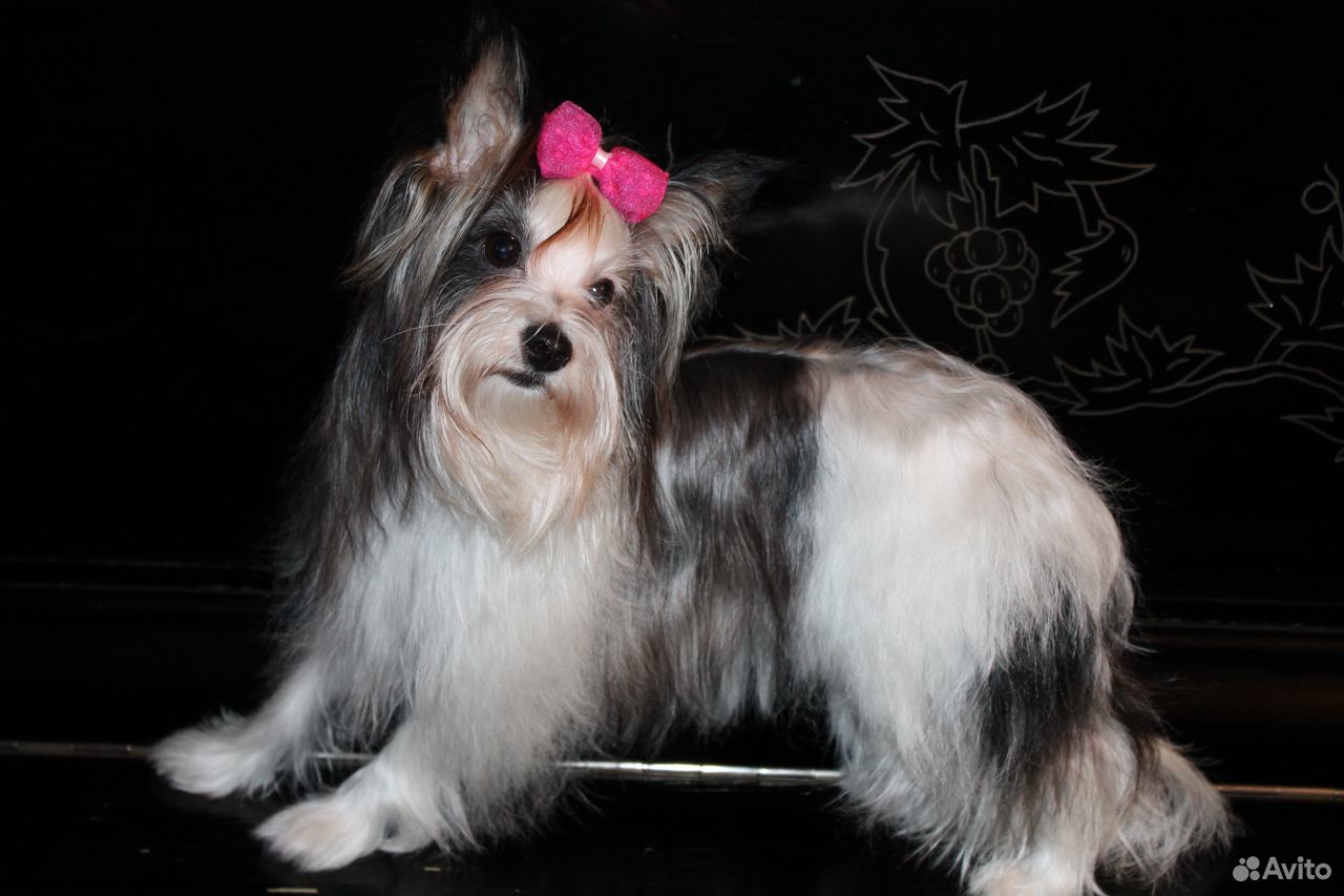 Девочка Бивер ищет жениха