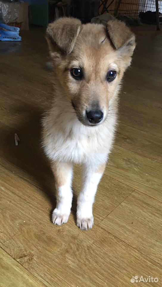 Щенок в добрые руки