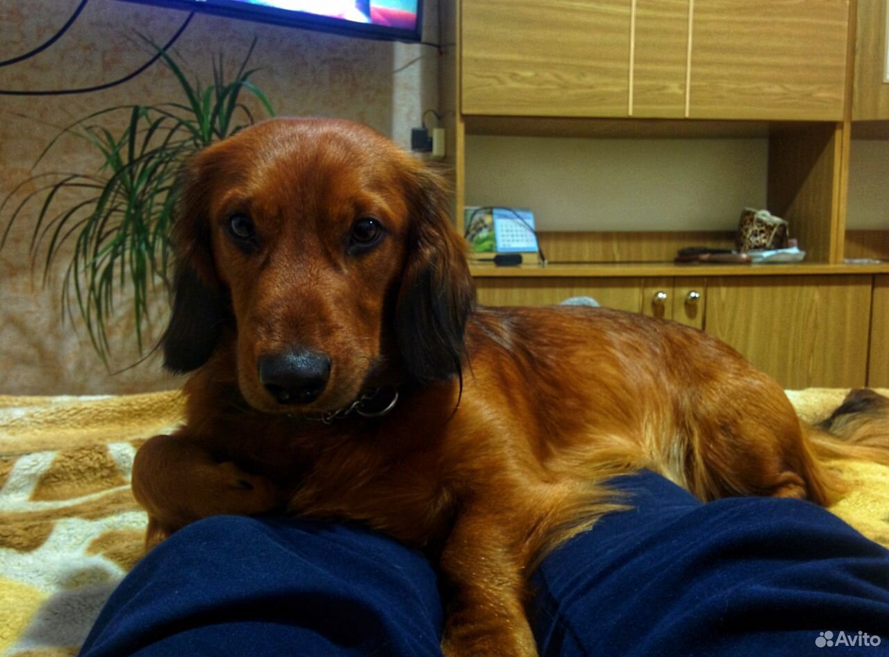 Кобель такса.Вязка