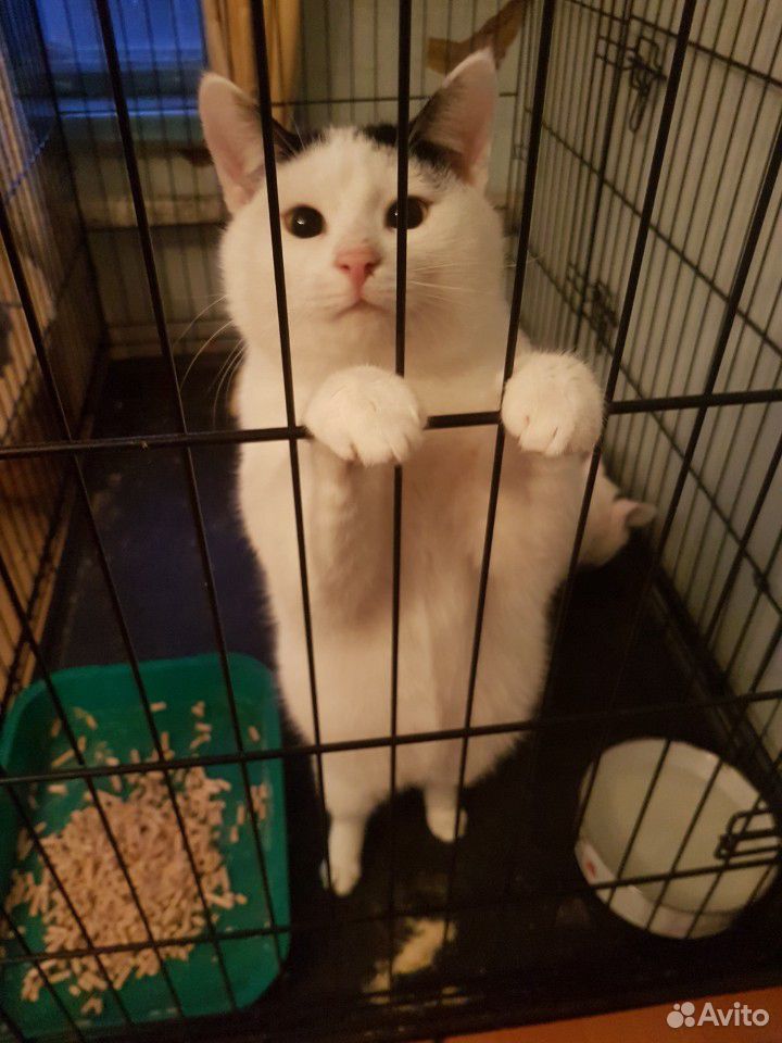 Брошеные котята