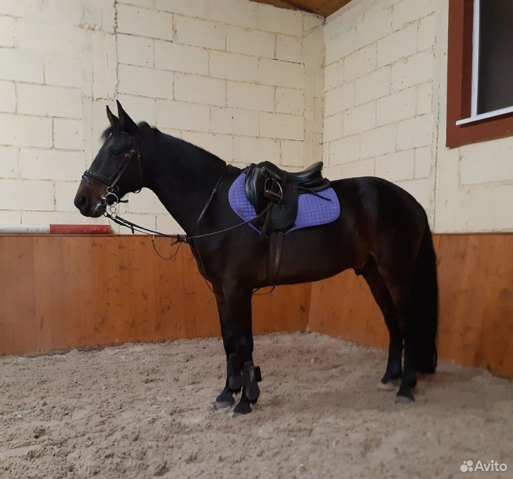 Продается мерин 2011 года