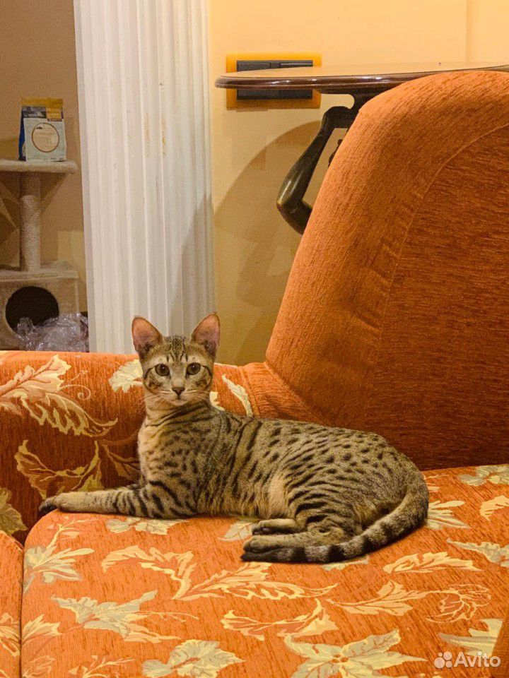 Котенок Саванны