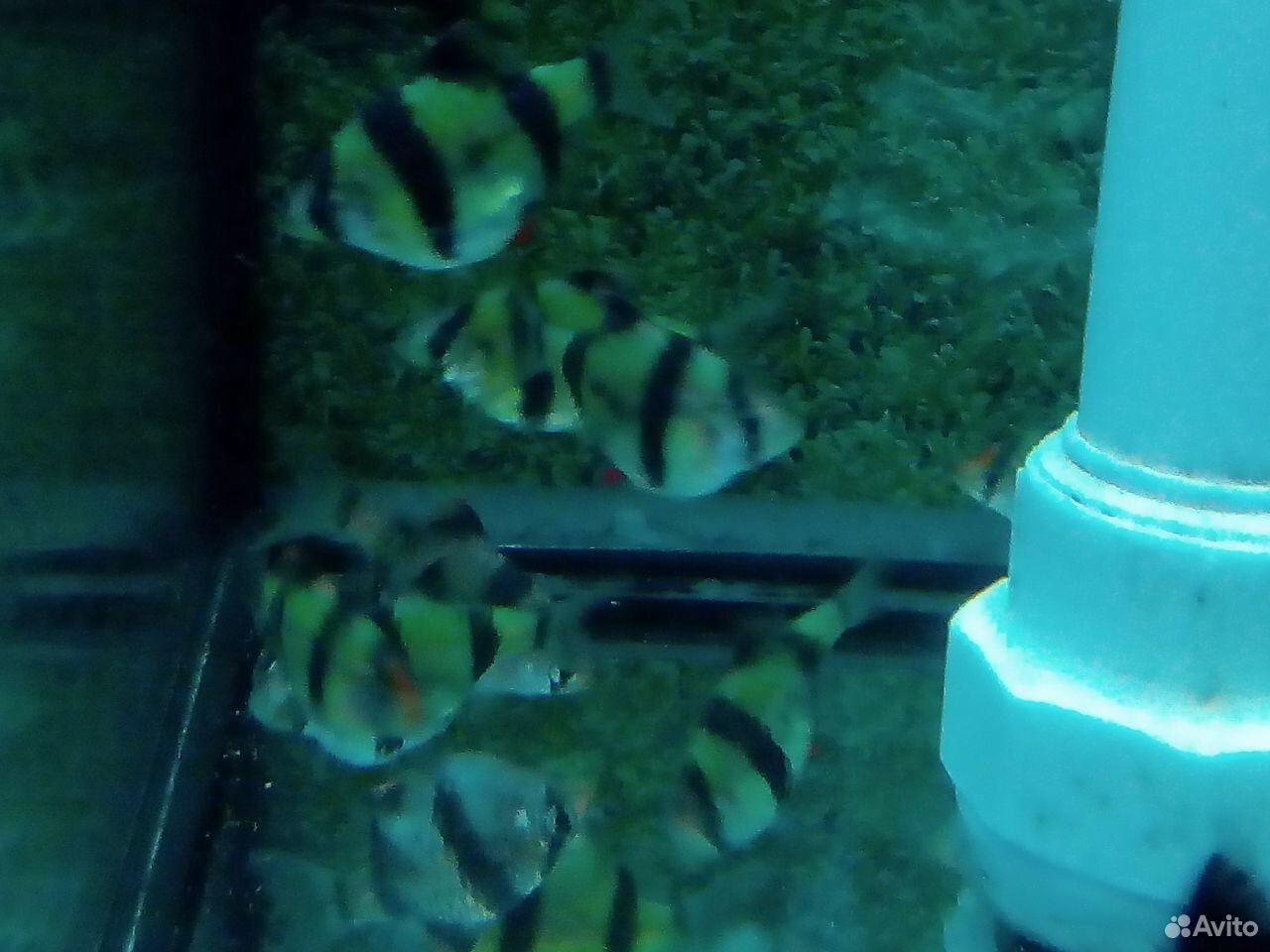 Барбус суматранский