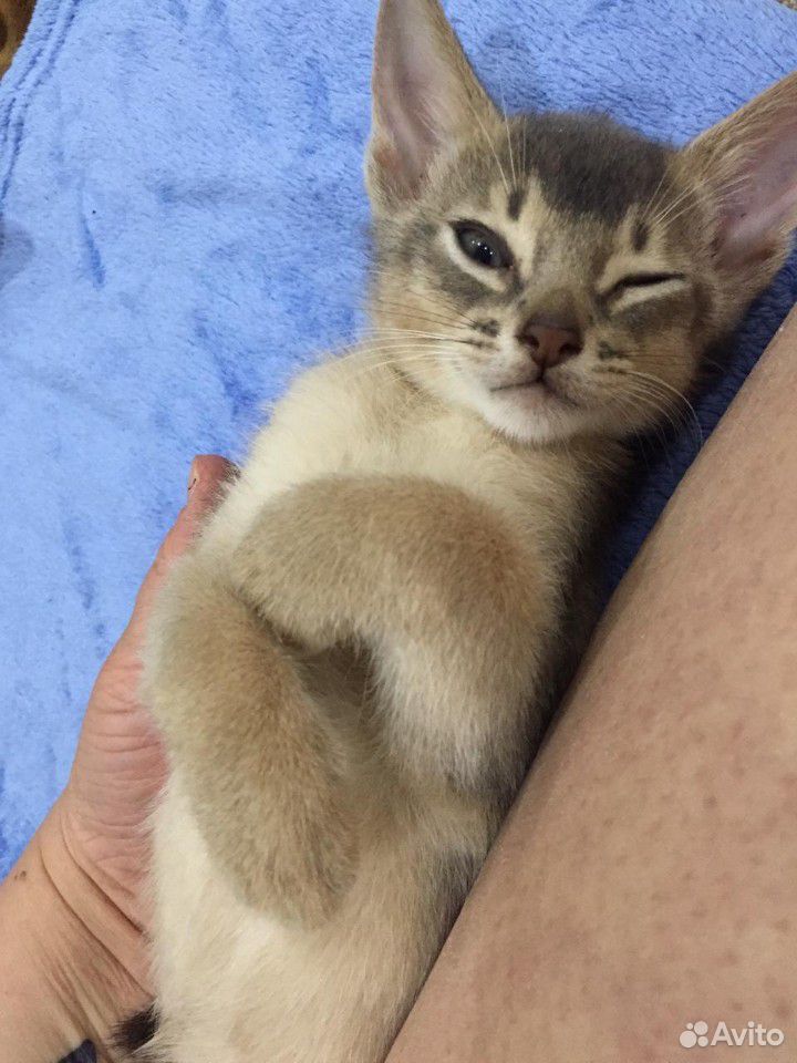 Абиссинские котята