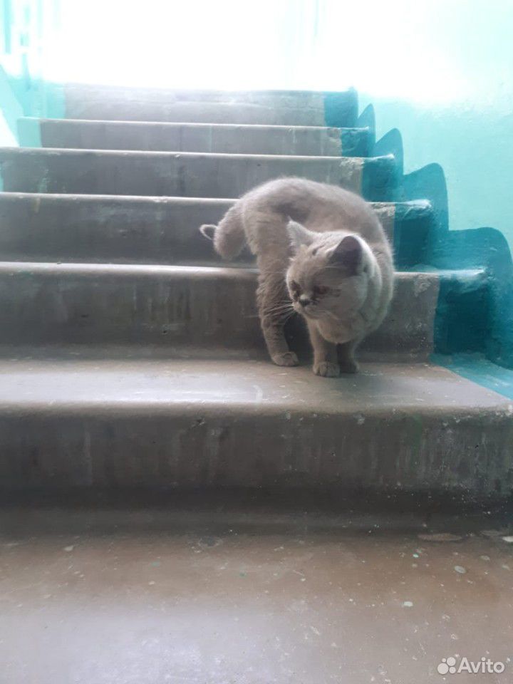 Найдена кошка британка