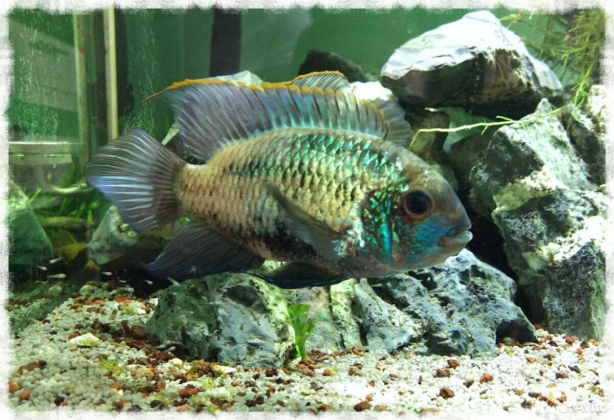 Наннакары блю неон. Цихлиды