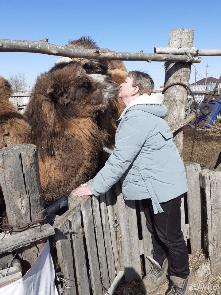 Семья верблюдов)