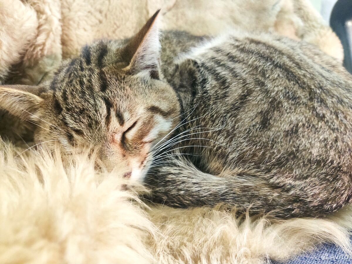 Кот который ищет семью
