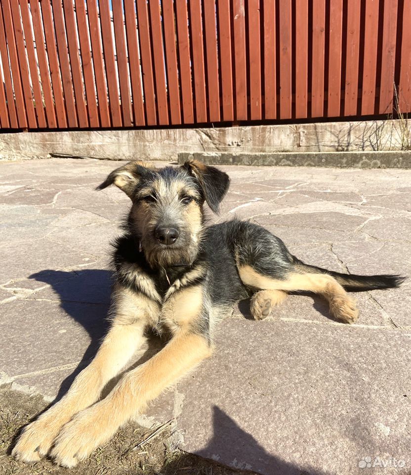 Щенок-подросток Чарли в добрые руки