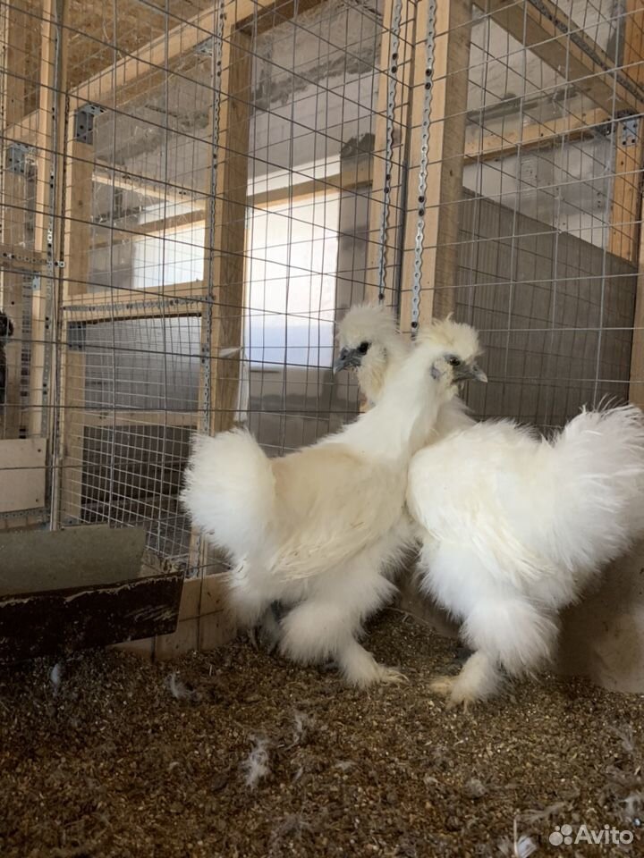 Шелковая пара