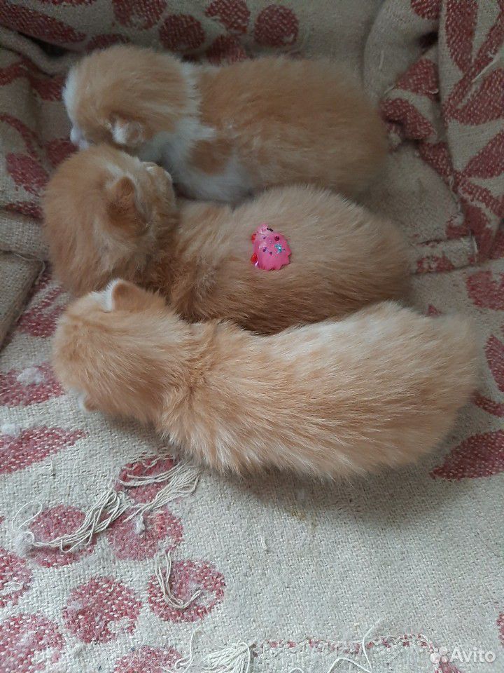 Котята 2мальчика 1девочка