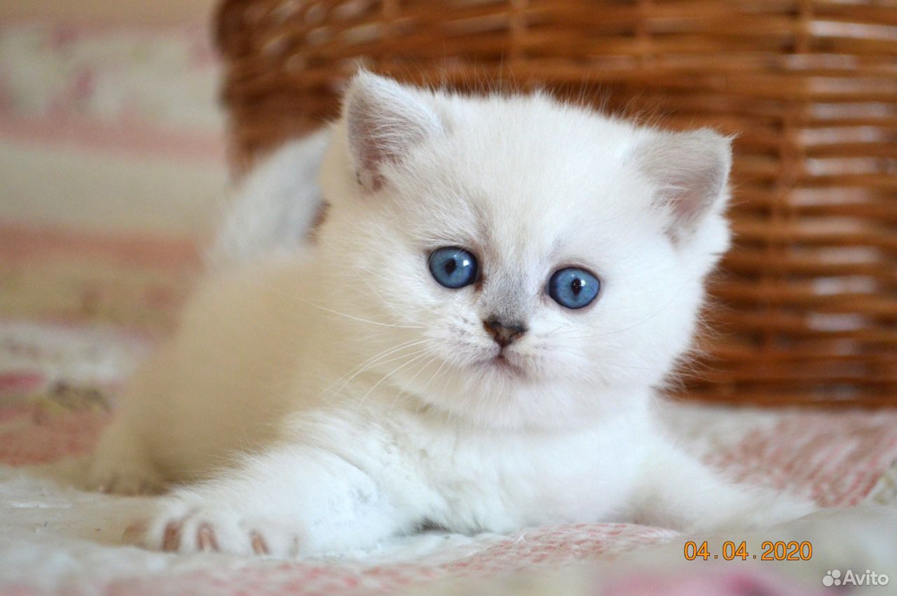 Британский котик