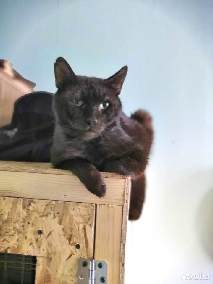Кот Алекс (коты, кошки, котята)