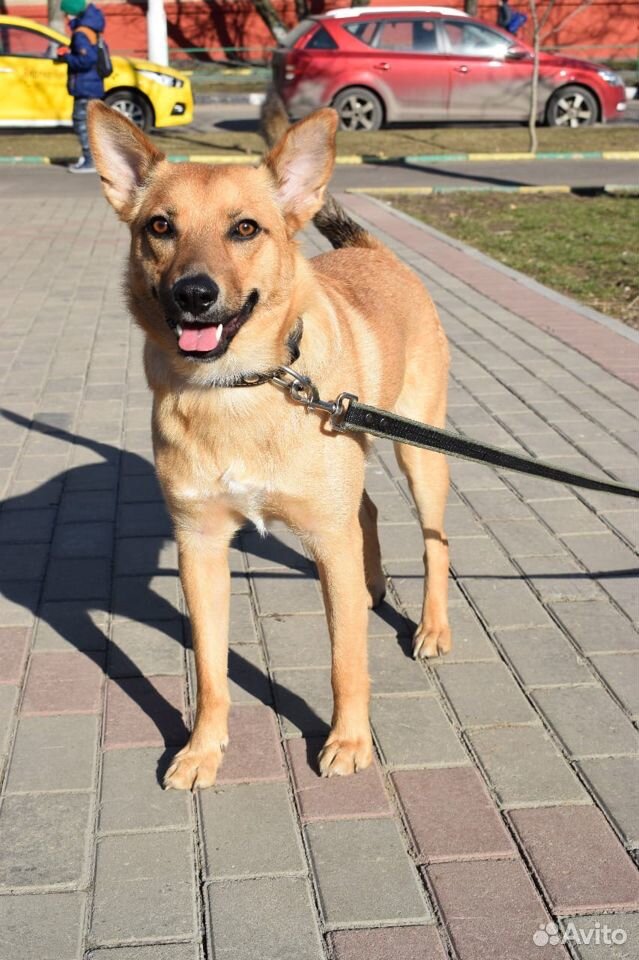 Рэкс 1 год ищет дом
