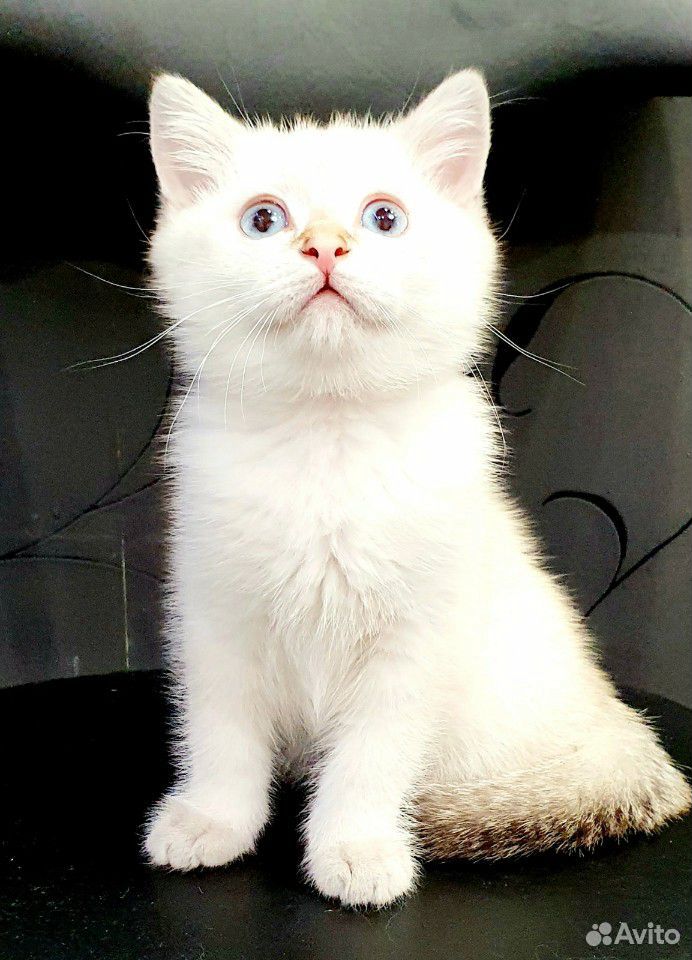 Бритнский котик
