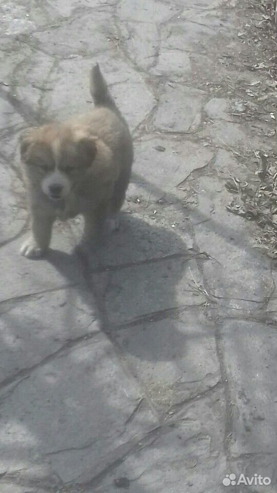 Щеночки милашки