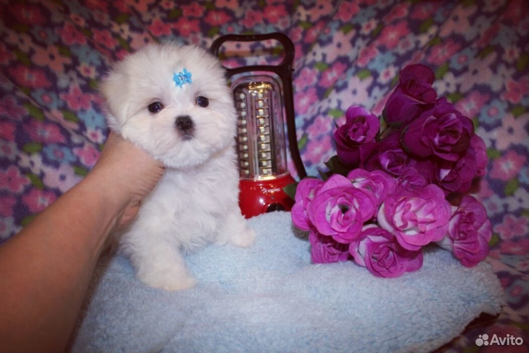 Красивый миниатюрный мальчик мальтезе 2 мес