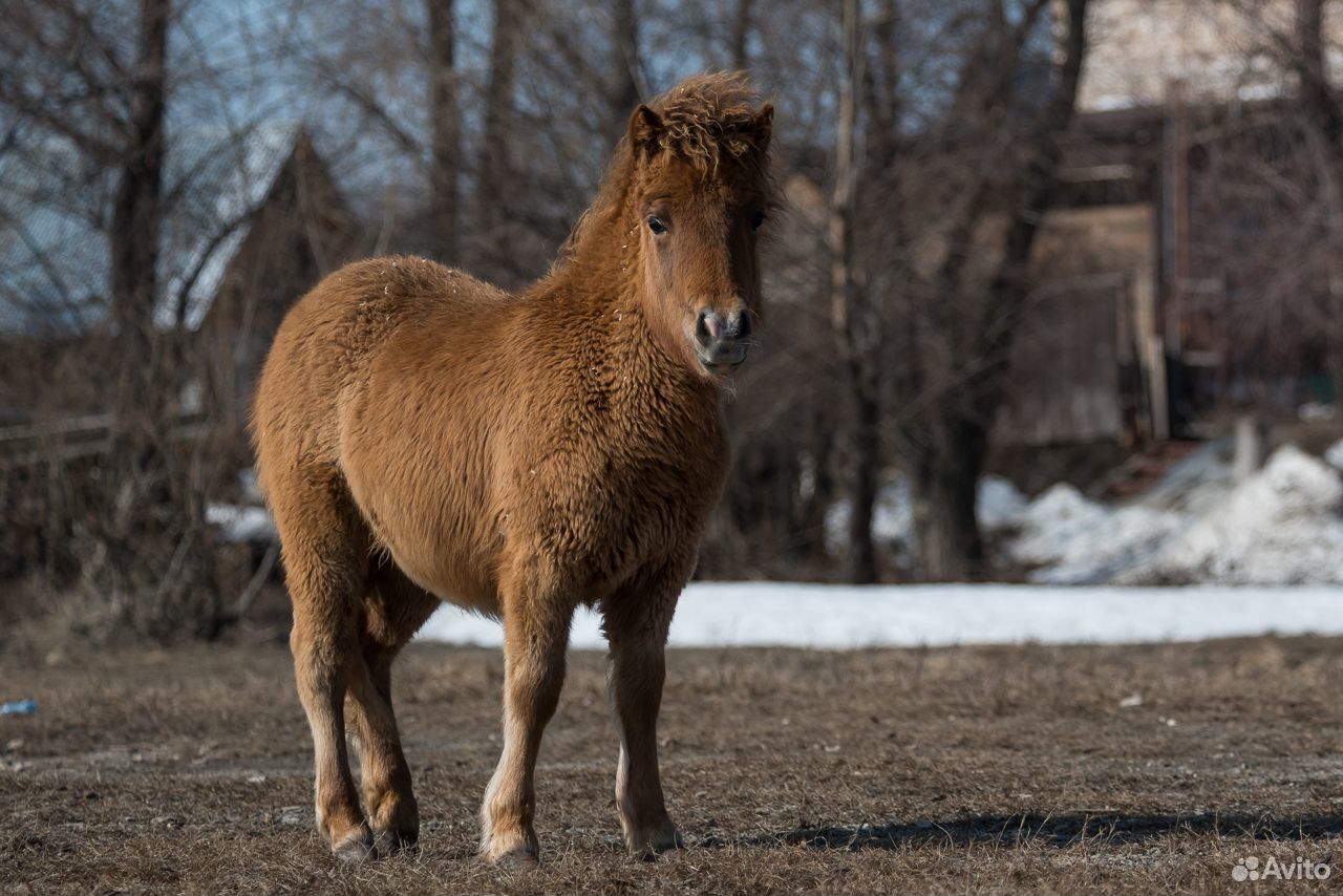Шетлендской пони