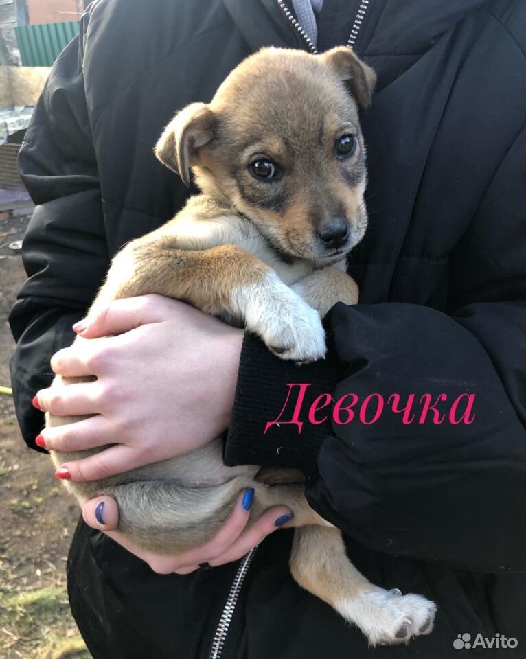 Малышка Одри ищет любящих хозяев