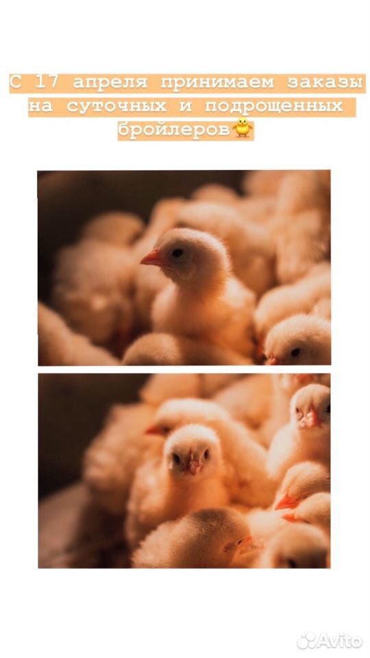 Продаю бройлеров