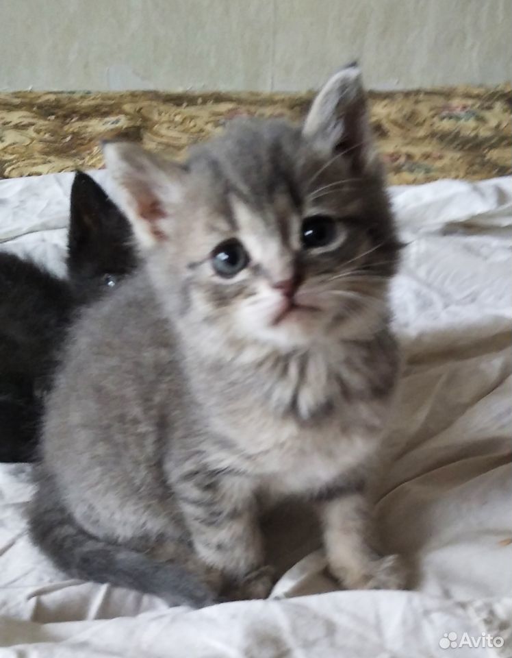 Котенок Васисуалий