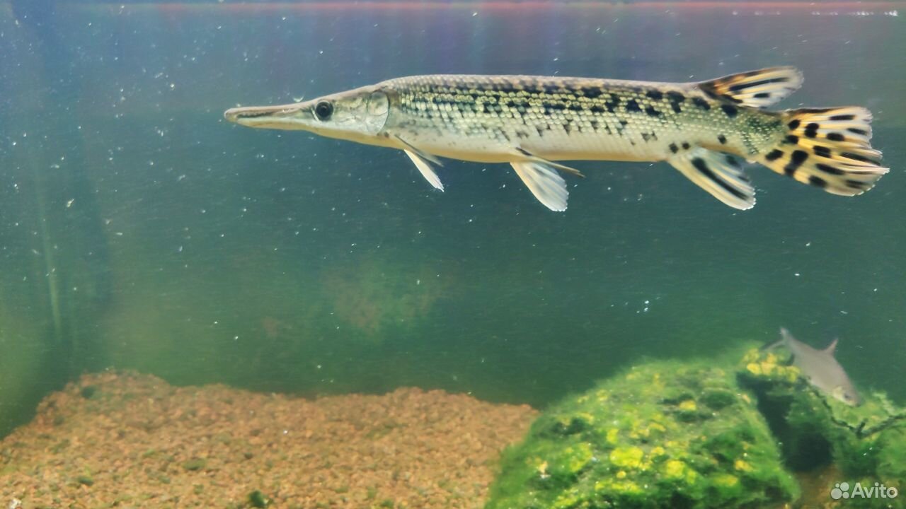 Панцирная щука (Lepisosteus oculatus)