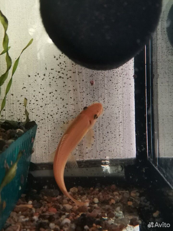 Рыбка аквариумная гиринохейлус