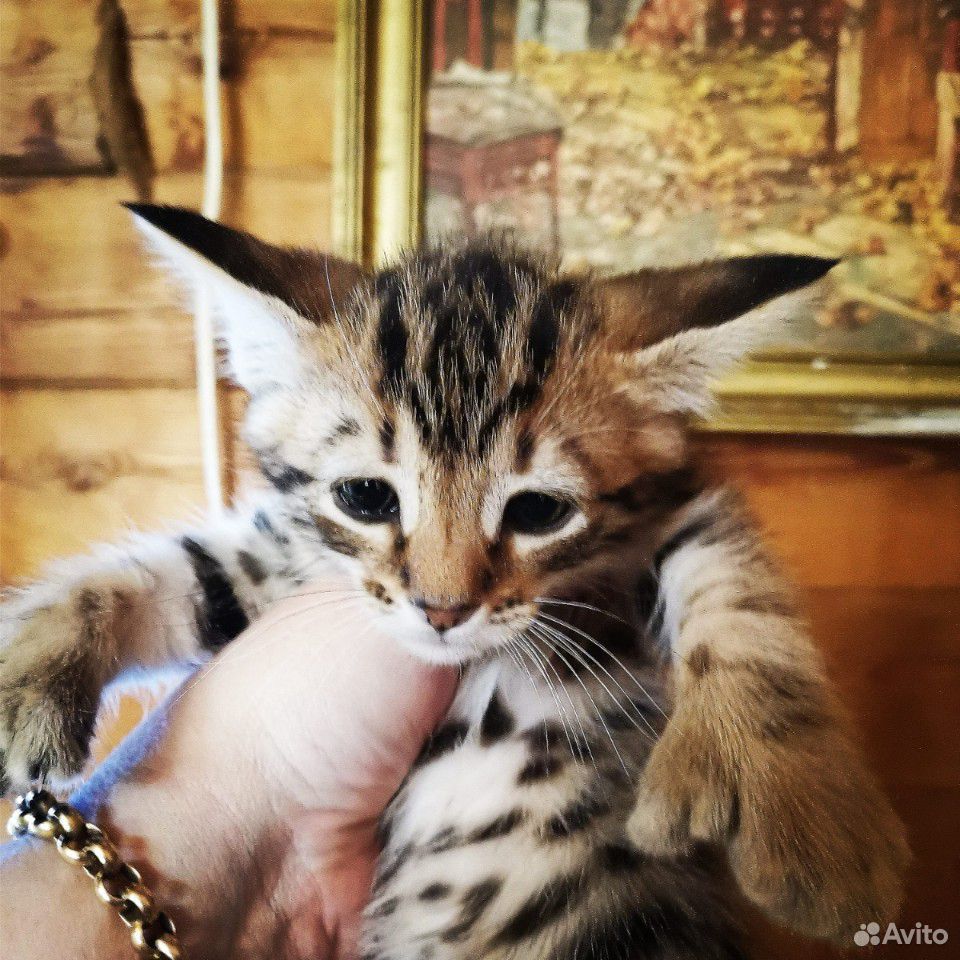 Пиксибоб, котик, 2 мес