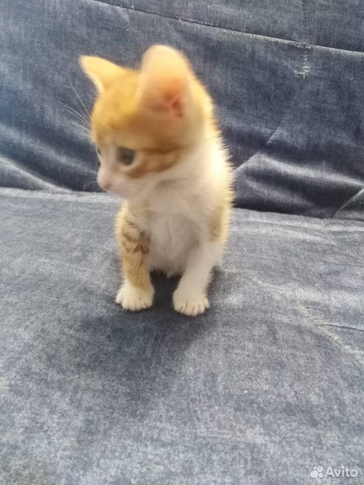Котёнок мальчик в хорошие руки
