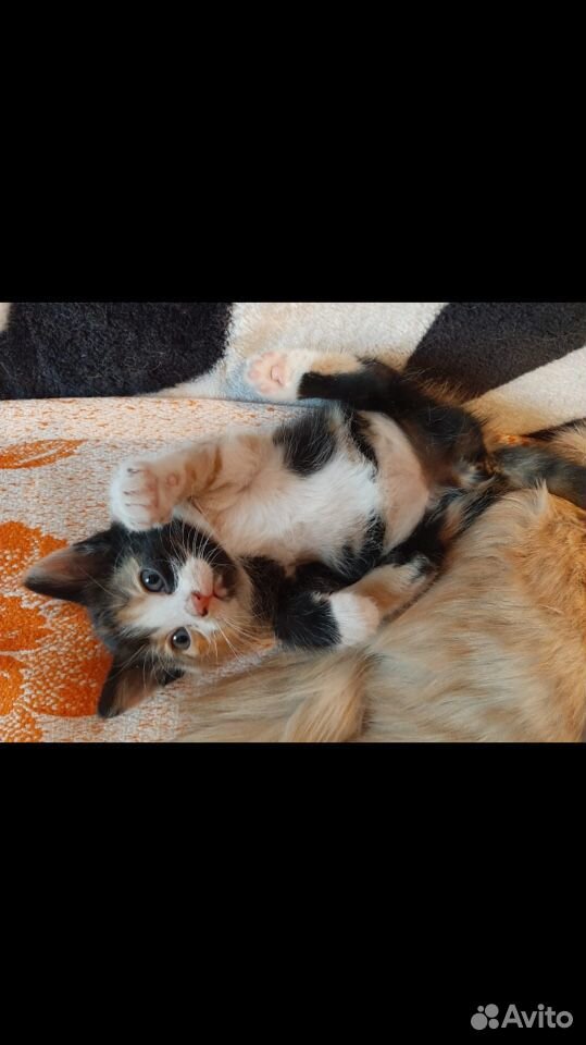 Отдам котёнка