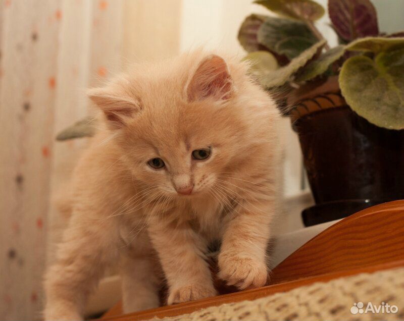 Котенокдевочка рыжая